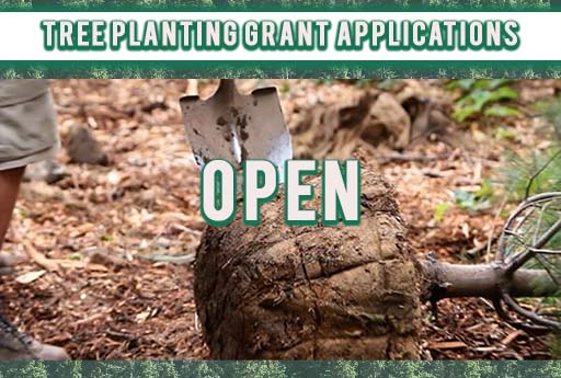 DNR Announces: Tree Planting Grants Available - Broadcast-everywhere.net