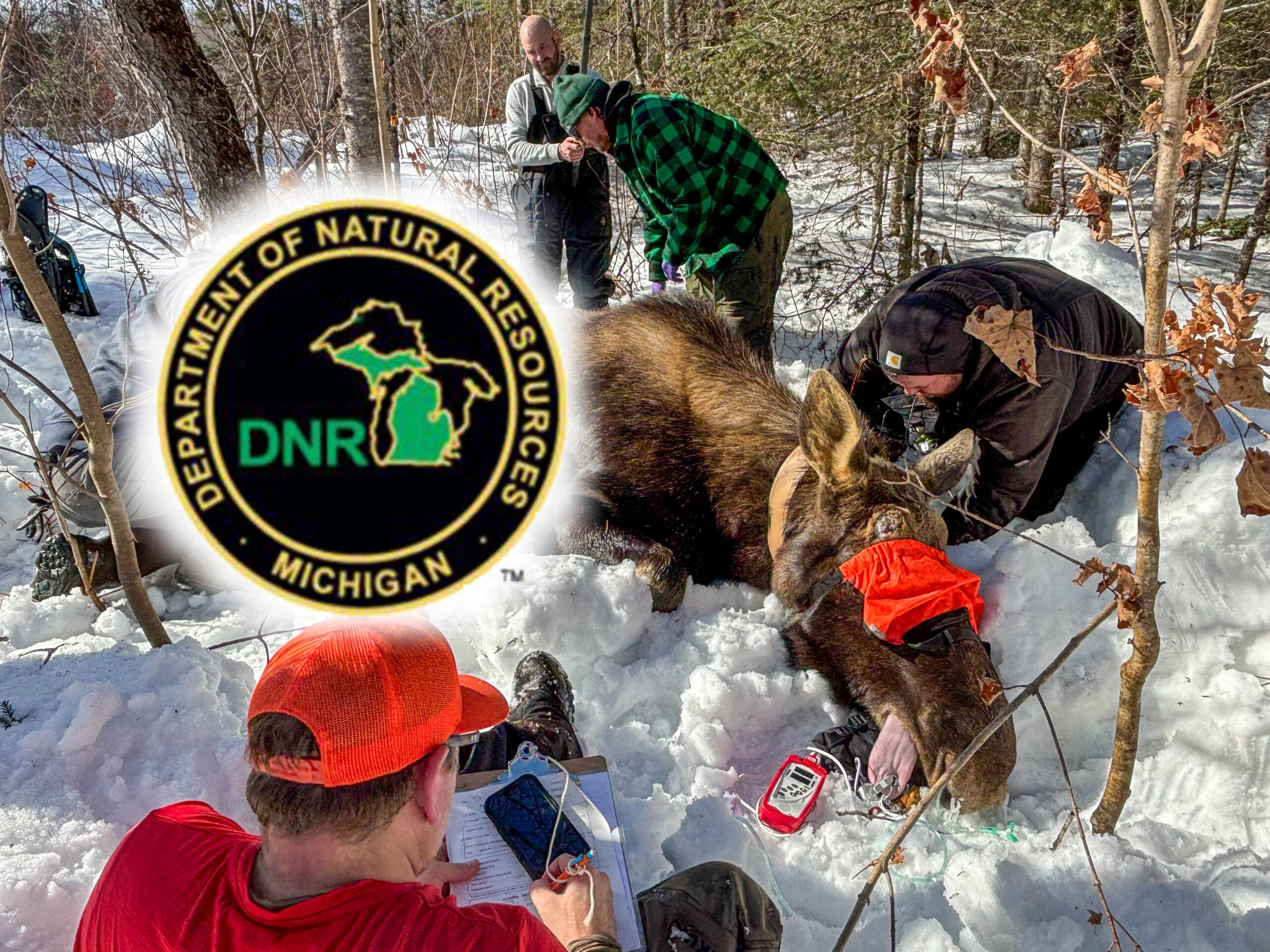 DNR PSA | Joint research team continues moose survival study effort ...